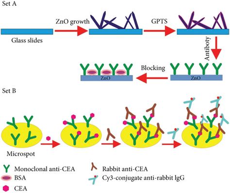 Schematic Illustration Of Different Steps For Preparation Of Protein