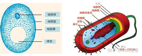 细菌与酵母菌、放线菌与霉菌在细胞结构及菌落形态上有何差异 知乎