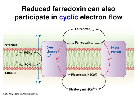 Ppt Lecture Notes For Chapter 16 Photosynthesis Powerpoint