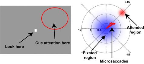 The Interplay Between Microsaccades And The Cueing Of Attention Hafed Lab