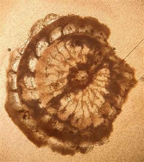 Could Anyone Help Me With Identification To Species Level Of These