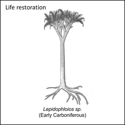Quillwort Stem Group