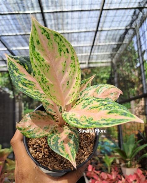 Aglonema Gadis Daun 6 Lazada Indonesia