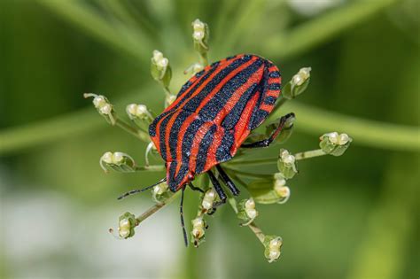 Bug Insect Flower Free Photo On Pixabay