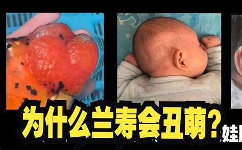 兰寿为什么又丑又可爱 木木与兰寿 木木与兰寿 哔哩哔哩视频