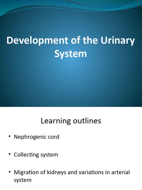 Development Of The Urinary System Pdf