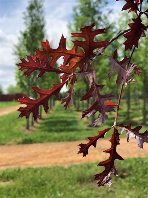 Sangria® Red Leaf Nuttall Oak Select Trees Sangria® Red Leaf Nuttall Oak Select Trees
