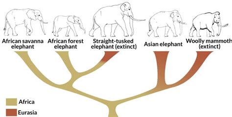 A Revised Tree Showing Phylogenetic Relationships Among Living And