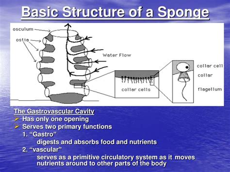 Ppt Phylum Porifera Powerpoint Presentation Id 5451066