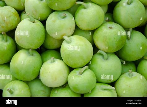 Indian Squash Vegetable Squash Tinda Indian Squash Ghana Producer