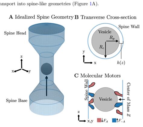 idealized dendritic spine and molecular motors a three dimensional