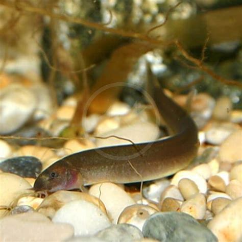 Loach Kuhli Black Pangio Kuhlii Aquatics Unlimited