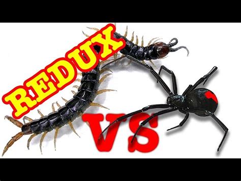 Centipede Vs Millipede Fight