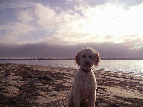 Echolens The New Digicam With The 1 Thing Millennials Will Love