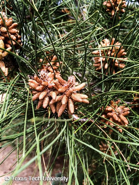 Afghan Pine Woody Plant Finder Comprehensive Landscape Plant
