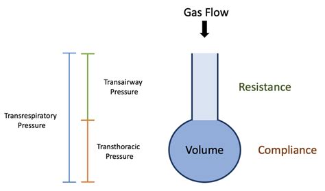 Equation Of Motion How We Get Air Into Our Lungs