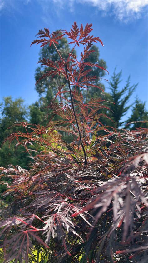Weeping Japanese Maple Dissectum Inaba Shidare — Rockbank Nursery