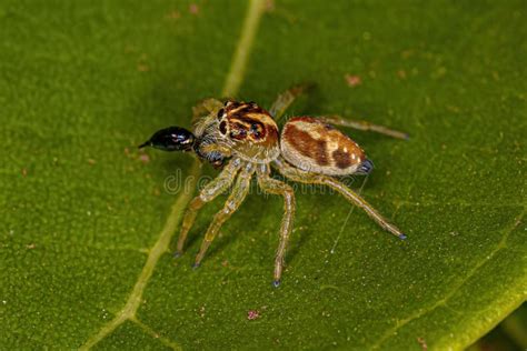 Small Jumping Spider Stock Image Image Of Insect Arachnid 255479267