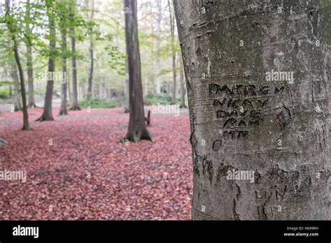 Names And Initials Carved Into The Bark Of A Beech Trees In Thorndon