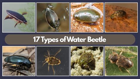 17 Types Of Water Beetle Identification Habitat Behaviors Diet