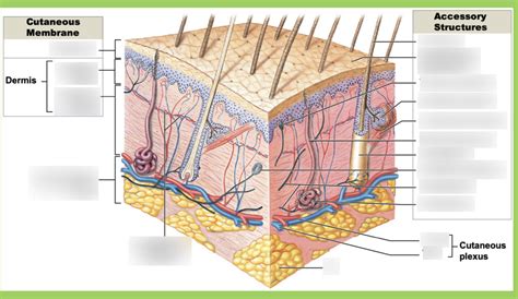 Cutaneous Membrane And Accessory Structures Diagram Quizlet