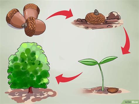 Eikenbomen Herkennen Wikihow