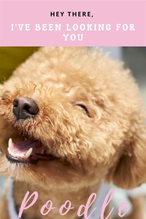 Adorable Cavapoo Puppies For Sale