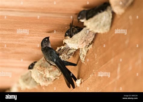 Swiftlet Nest Edible Nest Swiftlet Wikipedia