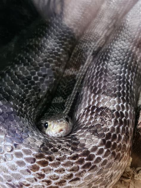Snake Detector On Tumblr Snake Detector On Tumblr