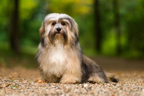 Havanese Dog Breed And Adoption Info Petfinder