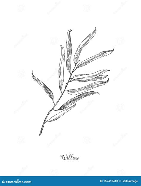 Willow Branch Line Art Vector On White Background Willow Leaf