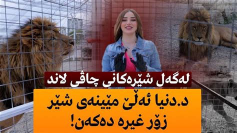 لەگەل شێرەكانی چاڤی لاند ددنیا ئەڵێ مێینەی شێر زۆر غیرە دەكەن Youtube