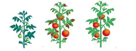 Genetische Mutationen In Pflanzen