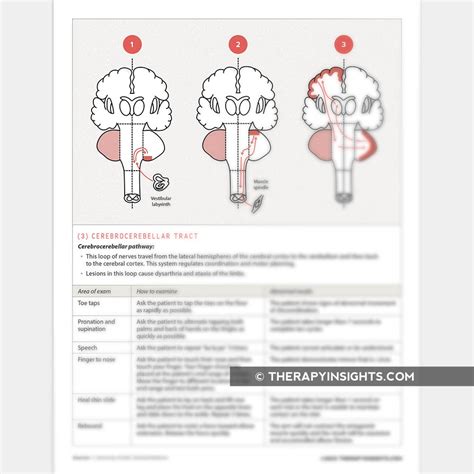 Cerebellar Examination Adult And Pediatric Printable Resources For Speech And Occupational