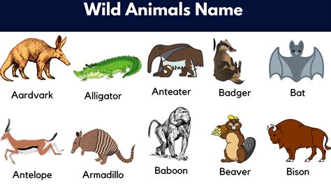 Indian Wild Animals Photos With Names Indias Top Wild Animal Selfies