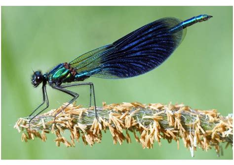 Foto Libelle Gratis Fotos Om Te Printen Afb 6946