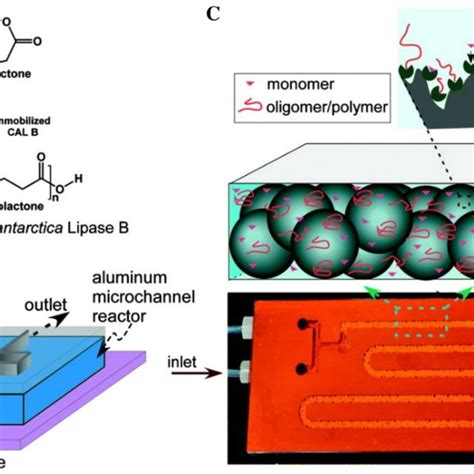 Enzyme Catalyzed Polymerization Of ε Caprolactone In Continuous Flow A