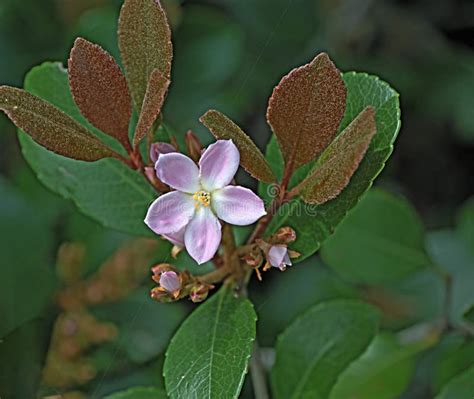 Rhaphiolepis Umbellata Stock Image Image Of Umbellata 313290327