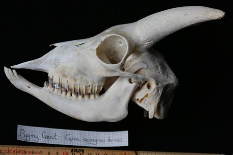 Goat Skeleton