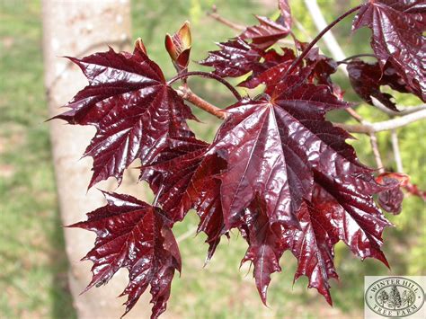 Crimson King Maple Trees