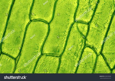14383 Leaf Microscope 图片、库存照片和矢量图 Shutterstock