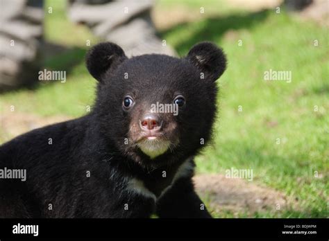 Asiatic Black Bear Babies