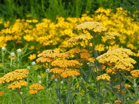 Hardy Yarrow Plants Learn About Yarrow Varieties For Zone 5 Gardens