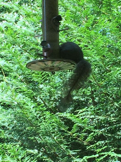 This Squirrel I Saw A While Ago Had A Very Thin Tail Ive Been Told Its Likely A Mother Who