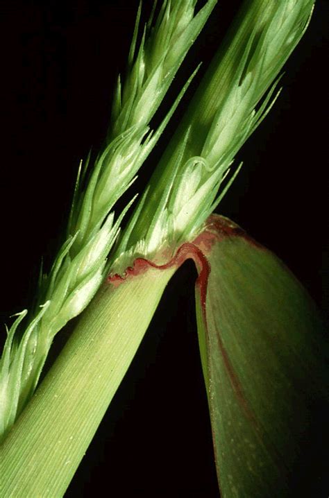 Grass Genera Of The World Dinebra Jacq