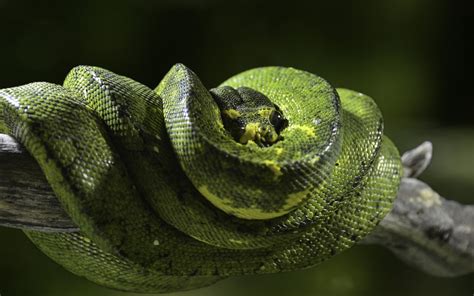 Green Tree Python Wallpapers 4k Hd Green Tree Python Backgrounds On