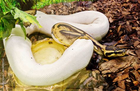 Royal Python It Is A Non Poisonous Snake Of The Python Genus Common In