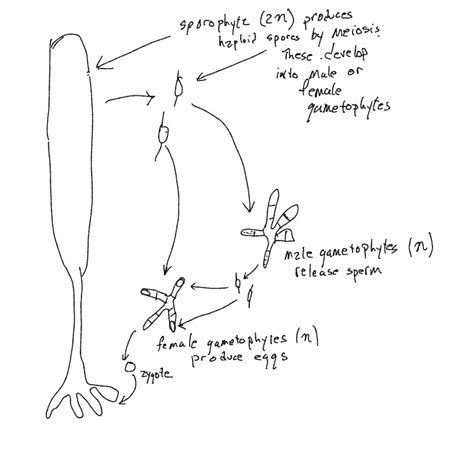 Laminaria New Corps Of Kelplaminaria Japonicaseaweeds Salted Knot
