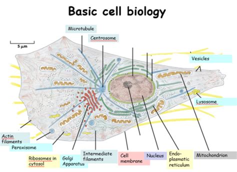 Cell Bio Flashcards Quizlet
