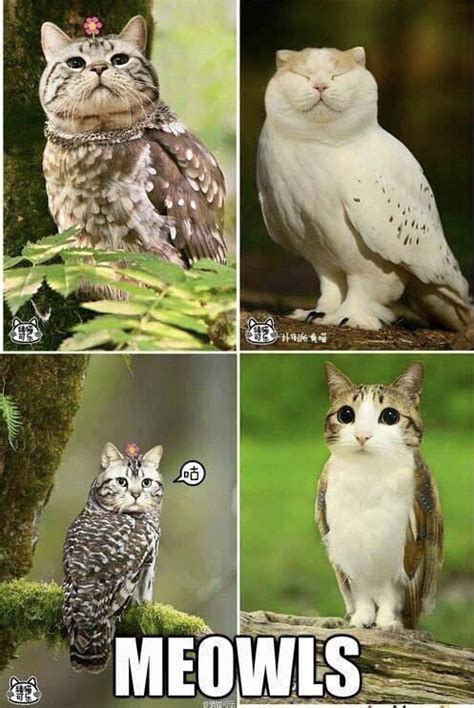 95 Best Meowl Images On Pholder Owls With Cat Heads Hybrid Animals